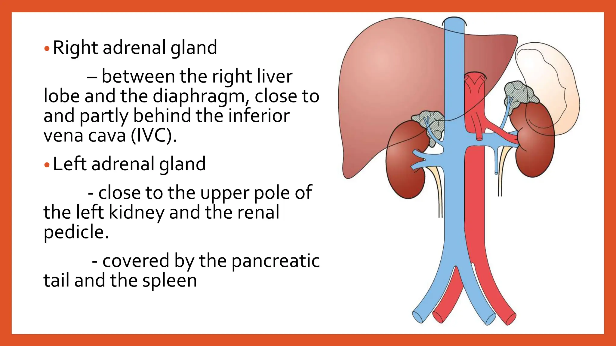 64 ADRENAL GLAND ANATOMY AND PHYSIO.pptx