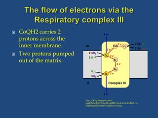 Ubiquinol-Cytochrome C Oxidoreductase (Respiratory Complex III) | PPT