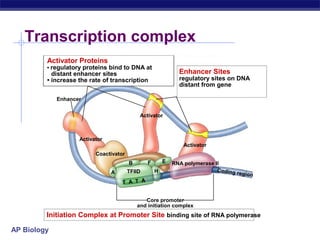 64 eukaryoticgenecontrol2008 | PPT