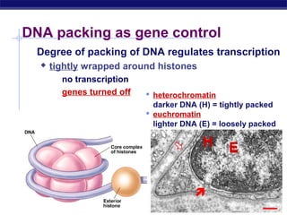 64 eukaryoticgenecontrol2008 | PPT