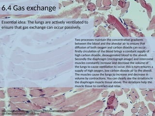 IBDP Biology presenation _Gas Exchange.pptx