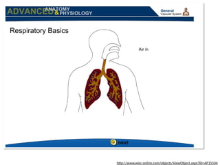 IBDP Biology presenation _Gas Exchange.pptx