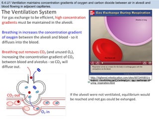 IBDP Biology presenation _Gas Exchange.pptx