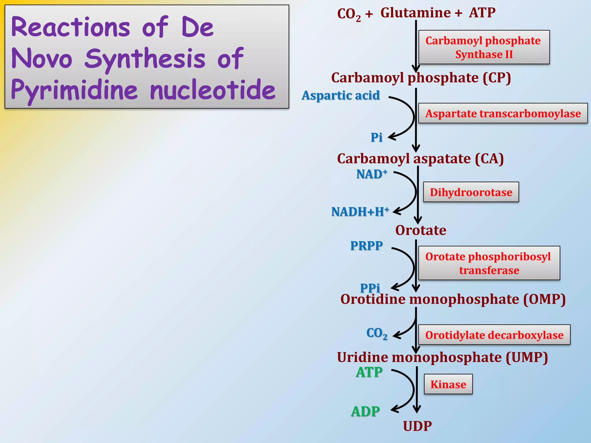 Pyrimidine Synthesis and Degradation | PDF