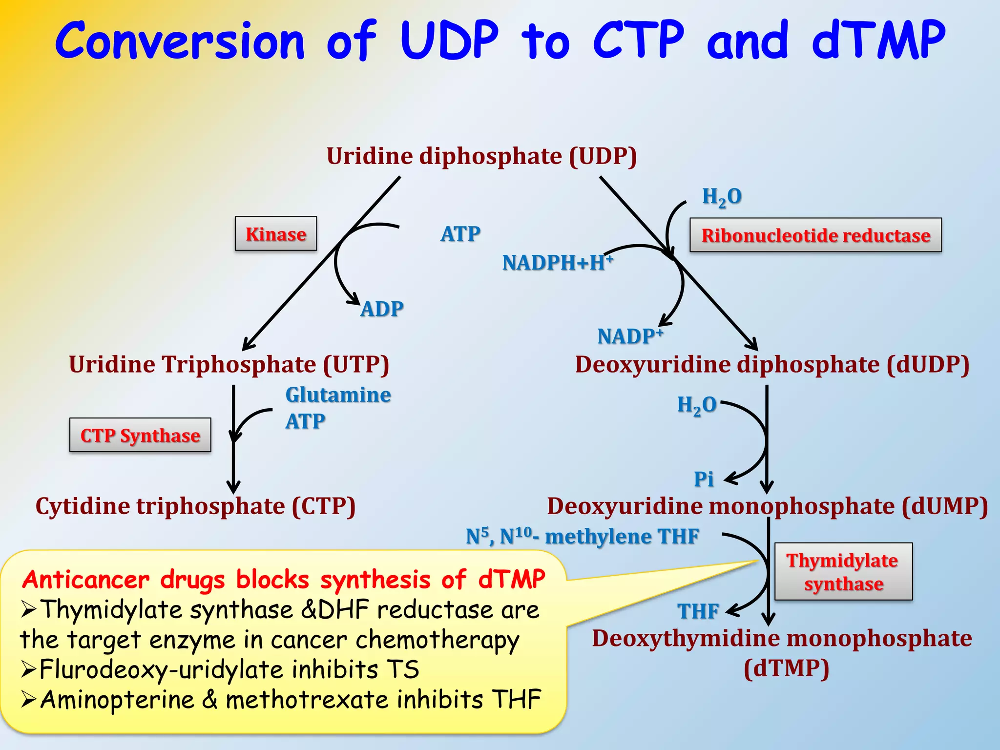 Pyrimidine Synthesis and Degradation | PDF