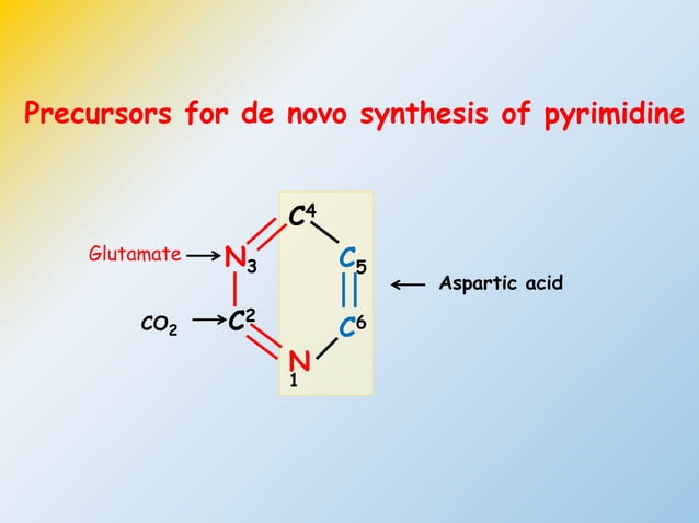 Pyrimidine Synthesis and Degradation | PDF