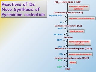 Pyrimidine Synthesis and Degradation | PDF