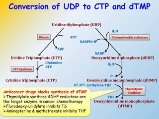 Pyrimidine Synthesis and Degradation | PDF