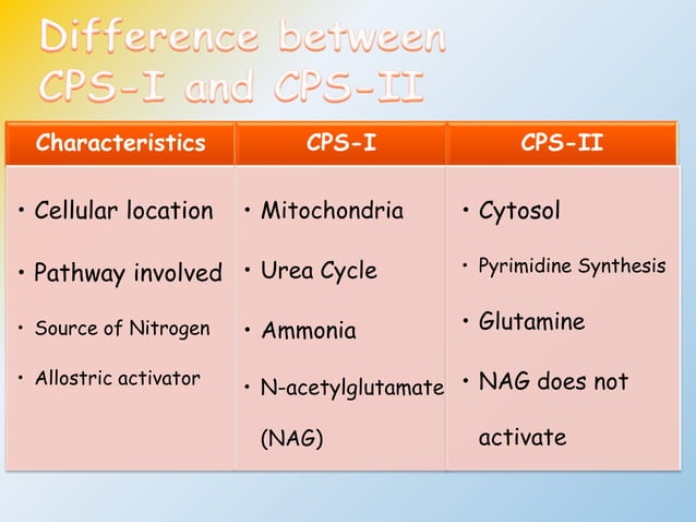 Pyrimidine Synthesis and Degradation | PDF