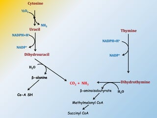 Pyrimidine Degradation