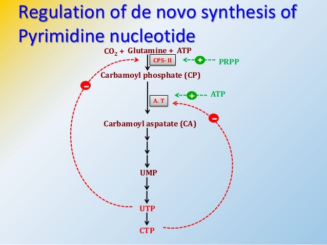 Pyrimidine Synthesis and Degradation