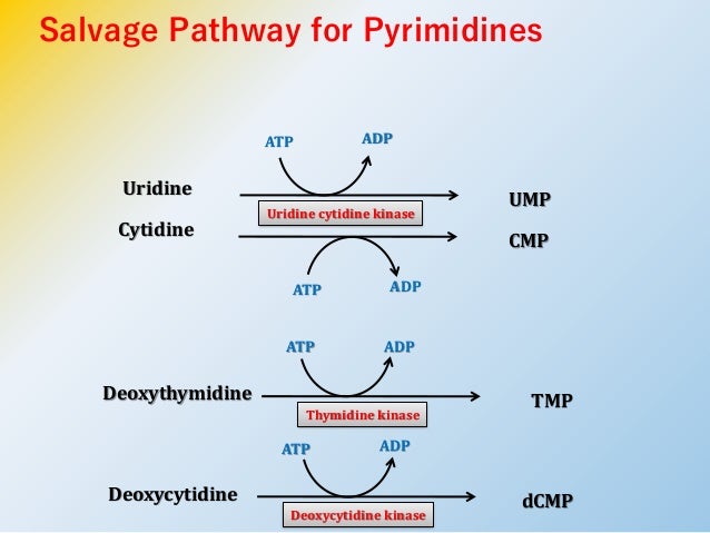 Pyrimidine Synthesis and Degradation