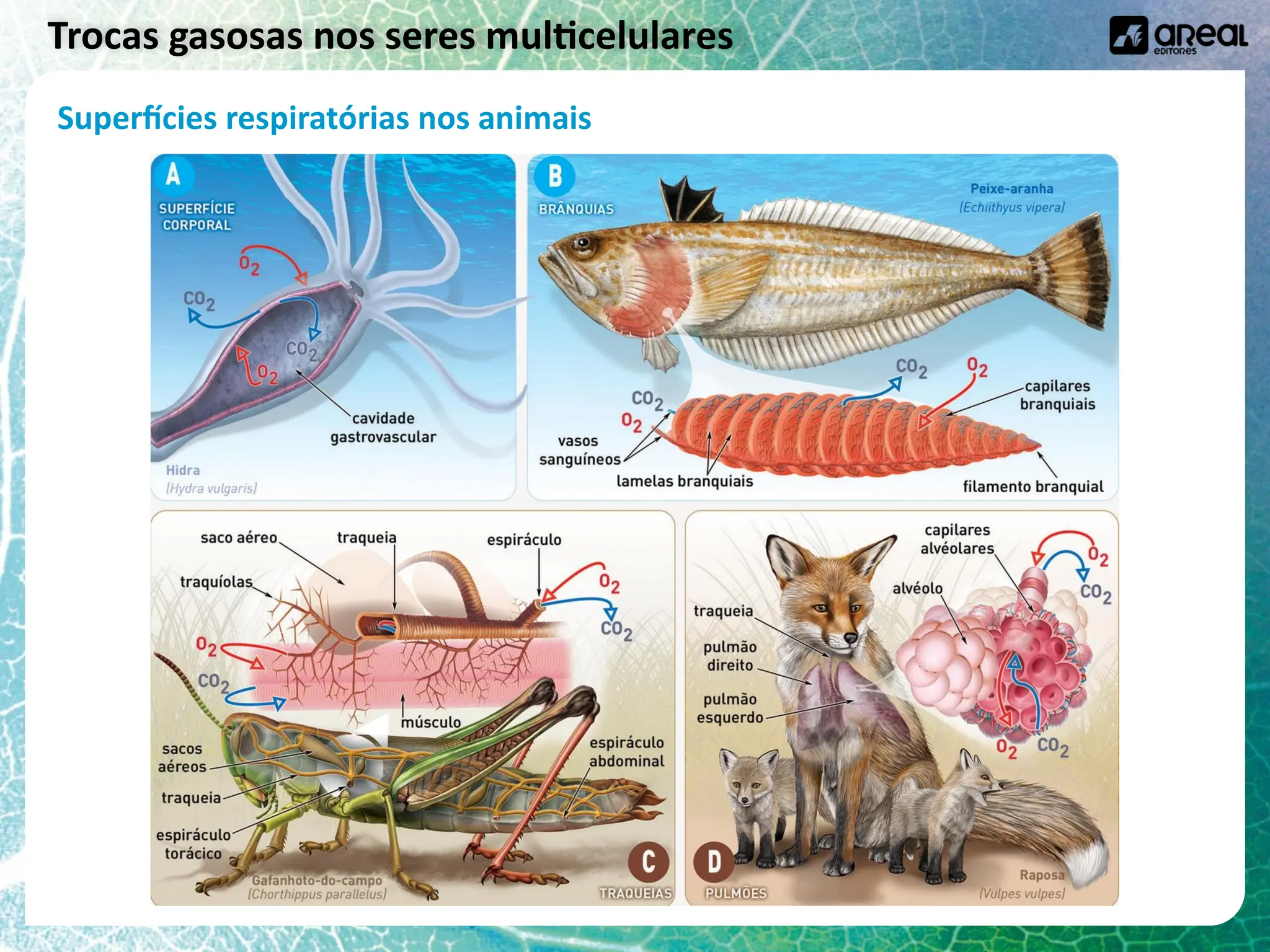 trocas gasosas nos animais e nas plantas | PPT
