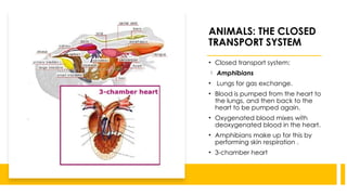 651960557-Q4-LESSON-3-PLANTS-AND-ANIMAL-ORGAN-SYSTEM.pptx