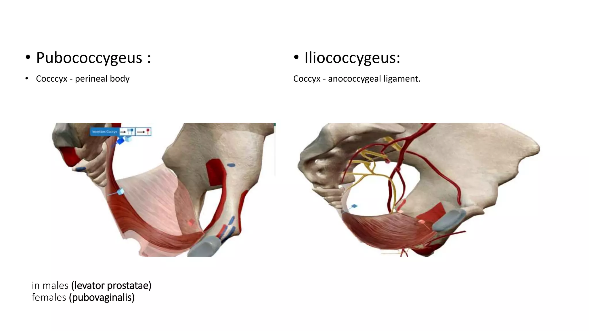 muscles of the pelvis ppt | PPTX