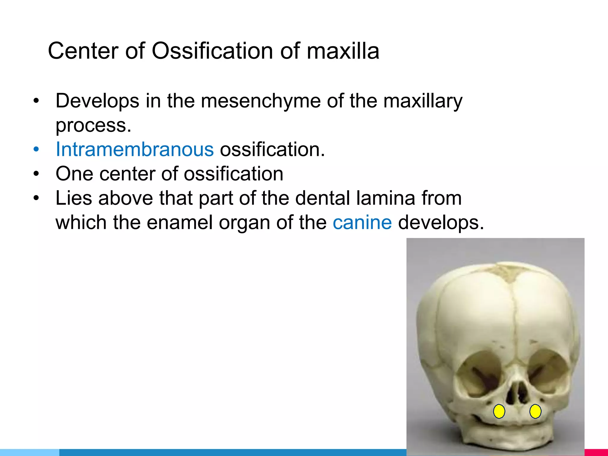 Growth of maxilla | PPTX