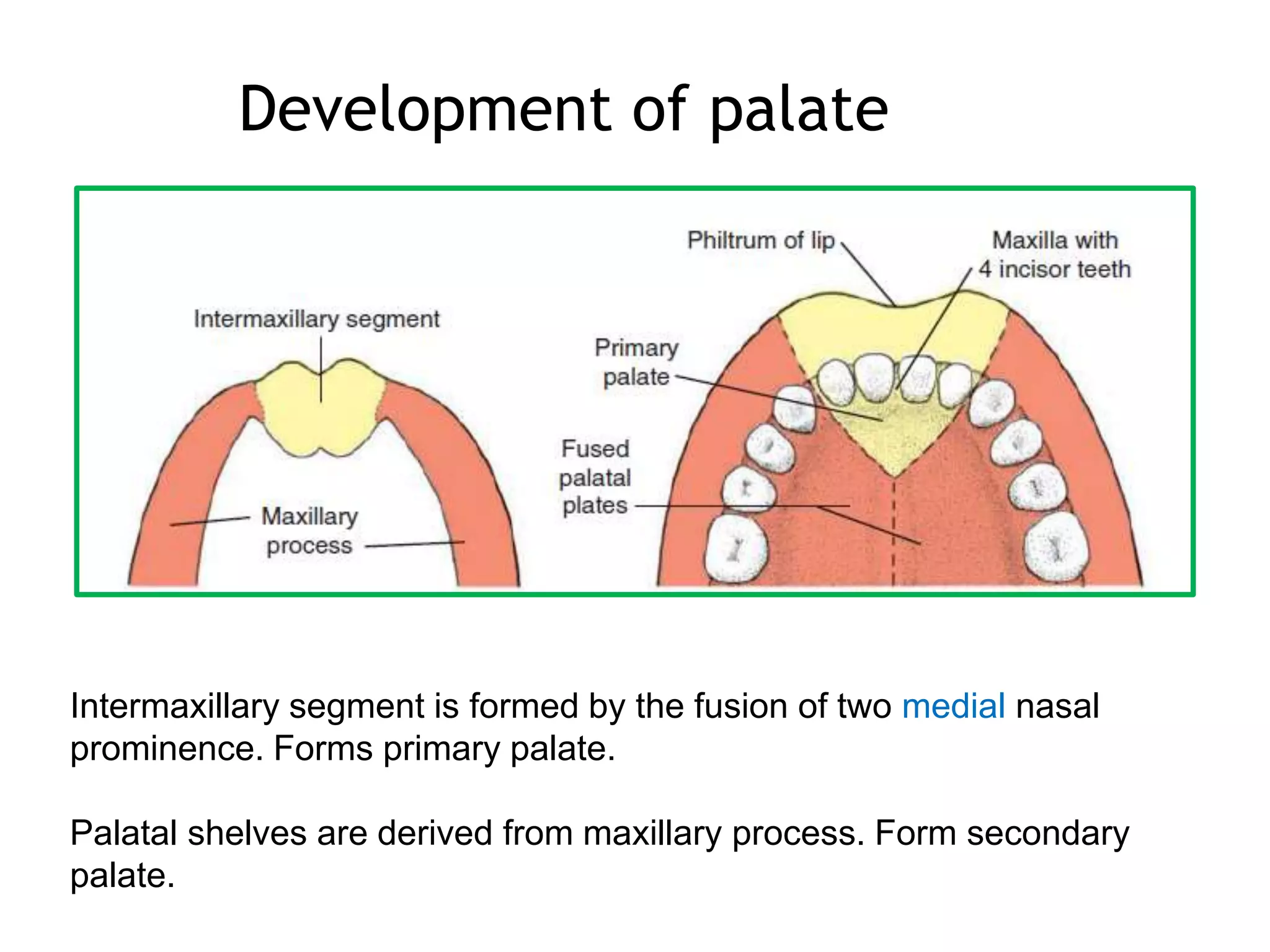 Growth of maxilla | PPTX