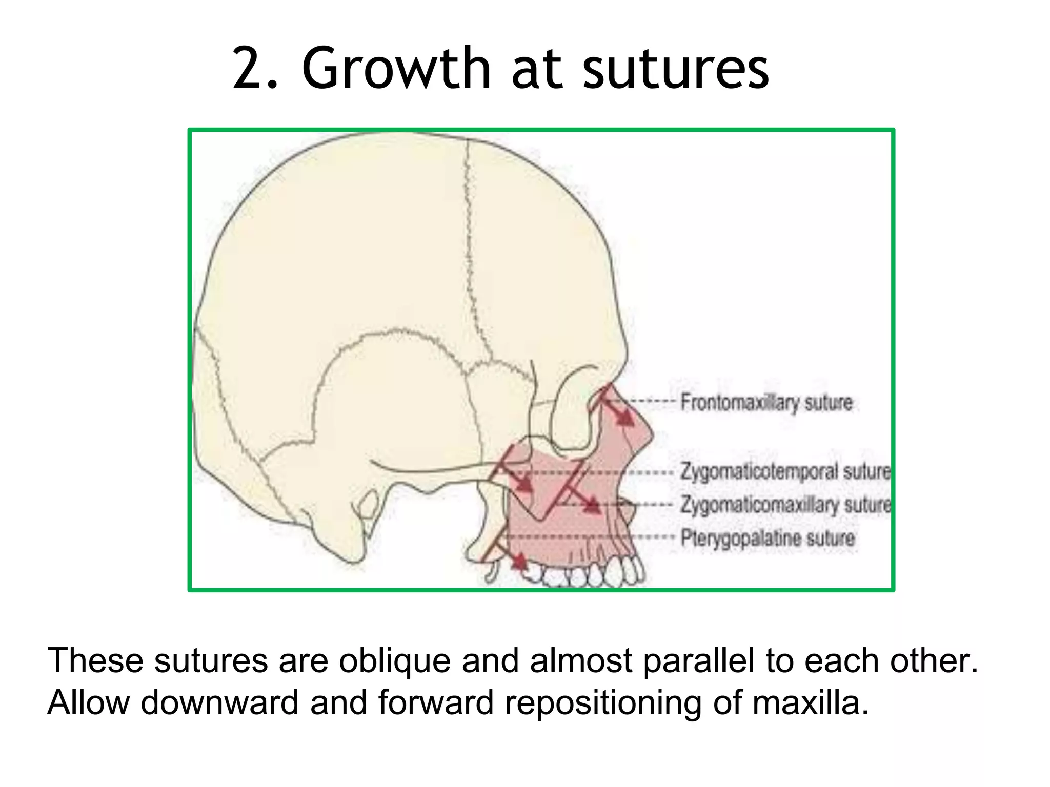 Growth of maxilla | PPTX