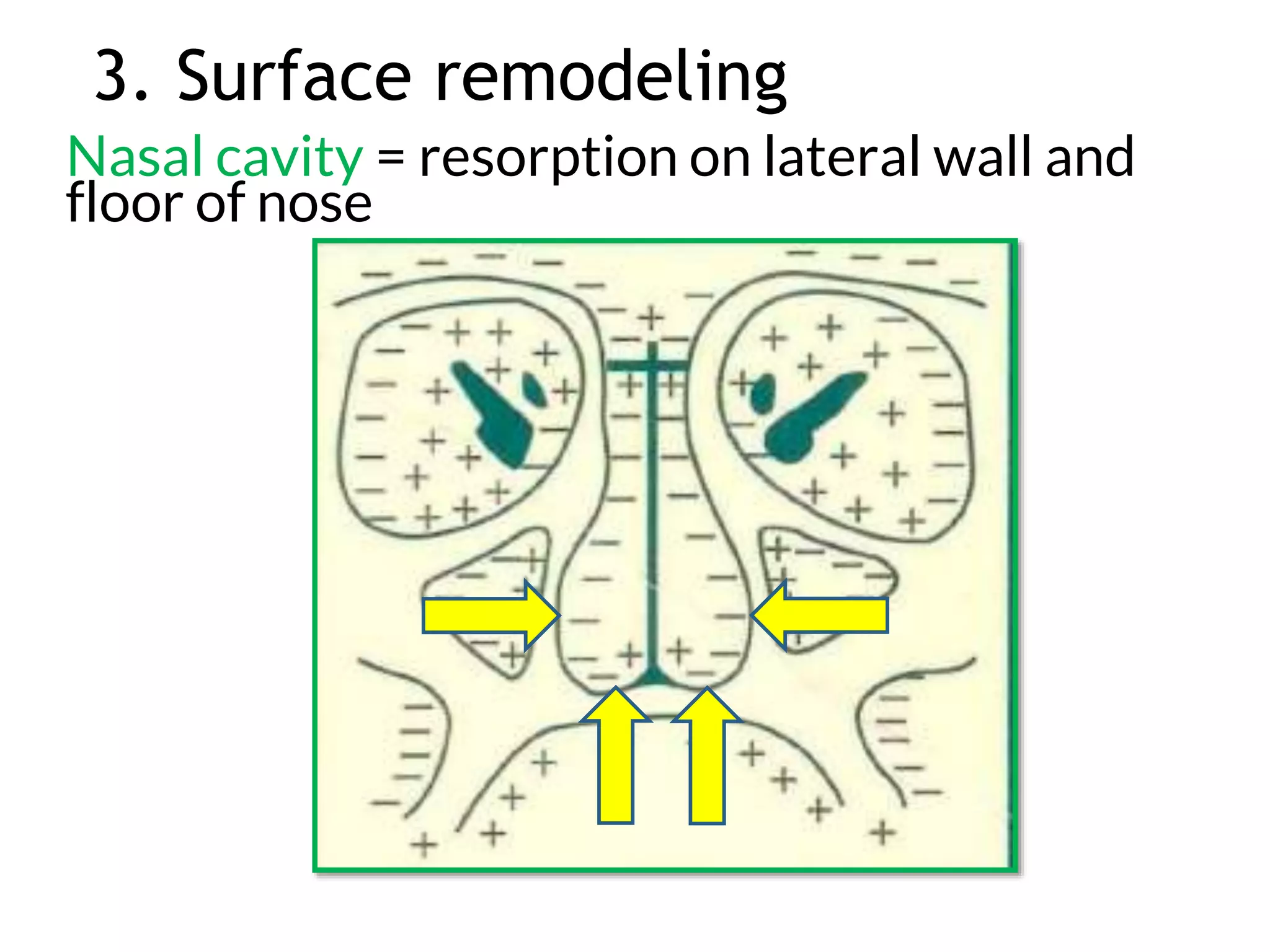 Growth of maxilla | PPTX
