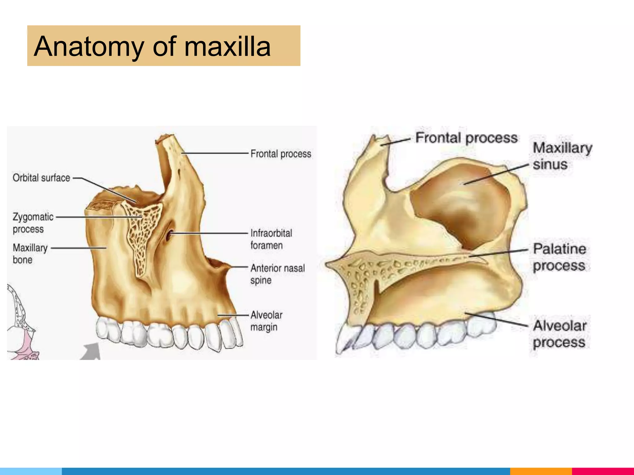 Growth of maxilla | PPTX