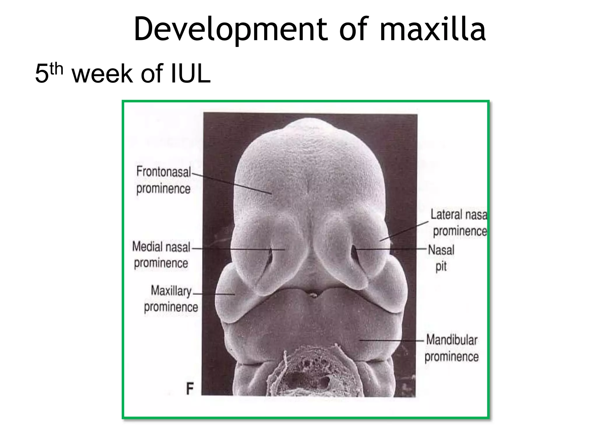 Growth of maxilla | PPTX
