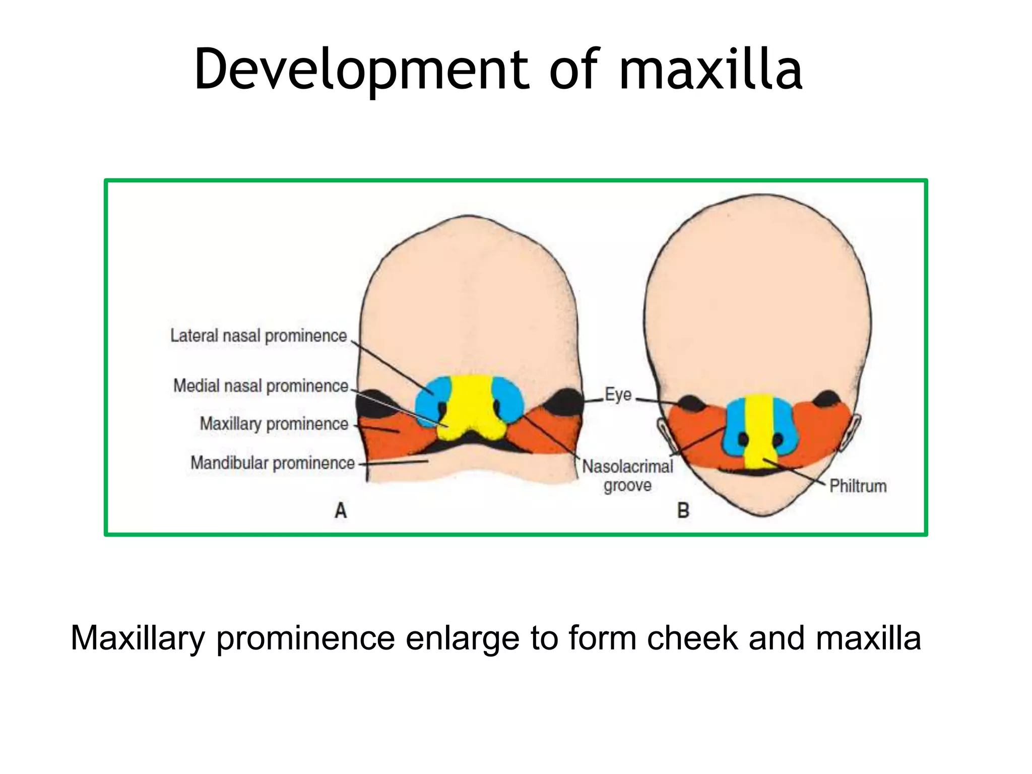 Growth of maxilla | PPTX