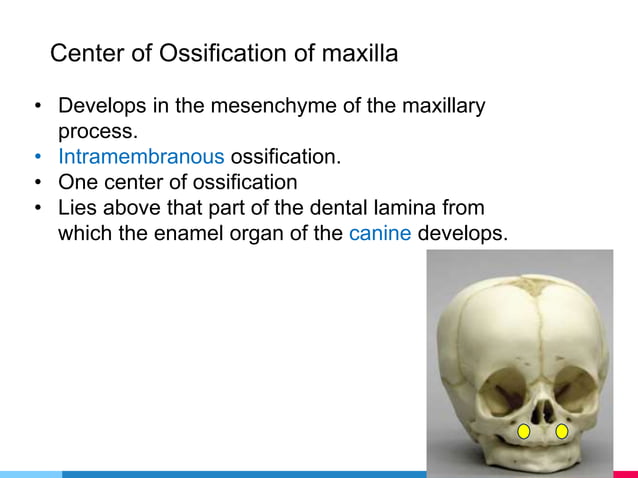 Growth of maxilla | PPTX