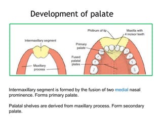 Growth of maxilla | PPTX