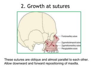 Growth of maxilla | PPTX