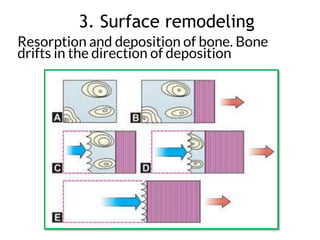 Growth of maxilla | PPTX