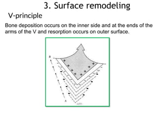 Growth of maxilla | PPTX