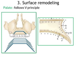 Growth of maxilla | PPTX