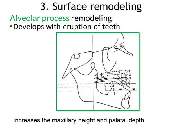 Growth of maxilla | PPTX