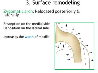 Growth of maxilla | PPTX