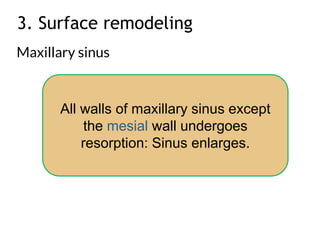 Growth of maxilla | PPTX