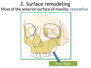 Growth of maxilla | PPTX