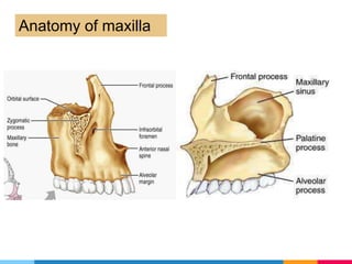 Growth of maxilla | PPTX