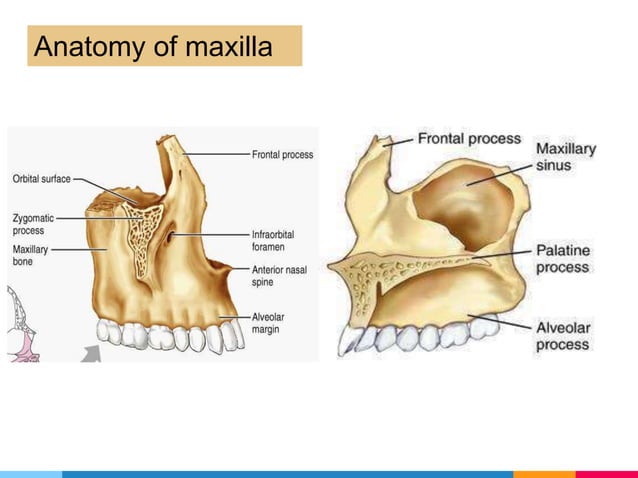 Growth of maxilla | PPTX