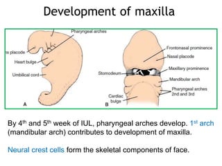 Growth of maxilla | PPTX