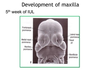 Growth of maxilla | PPTX