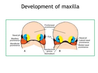 Growth of maxilla | PPTX