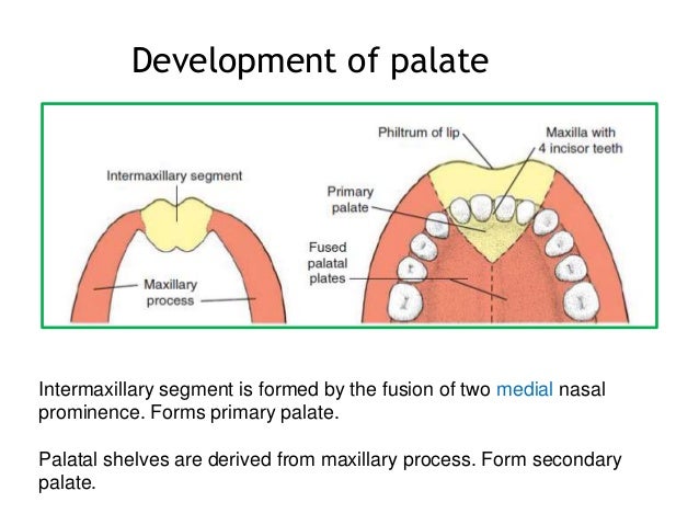 Growth of maxilla