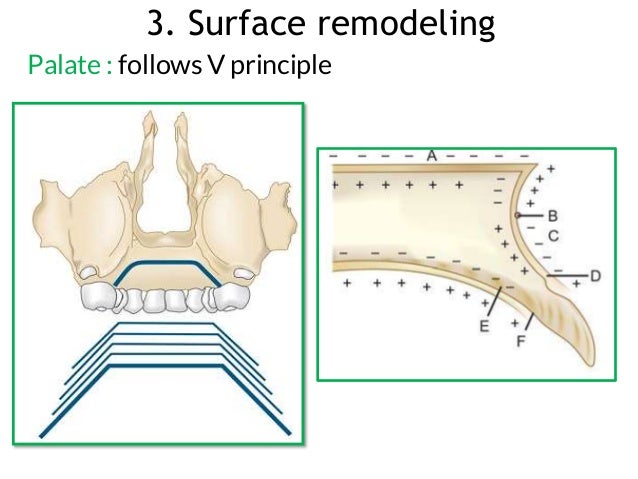 Growth of maxilla