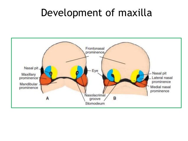 Growth of maxilla