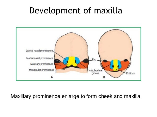 Growth of maxilla