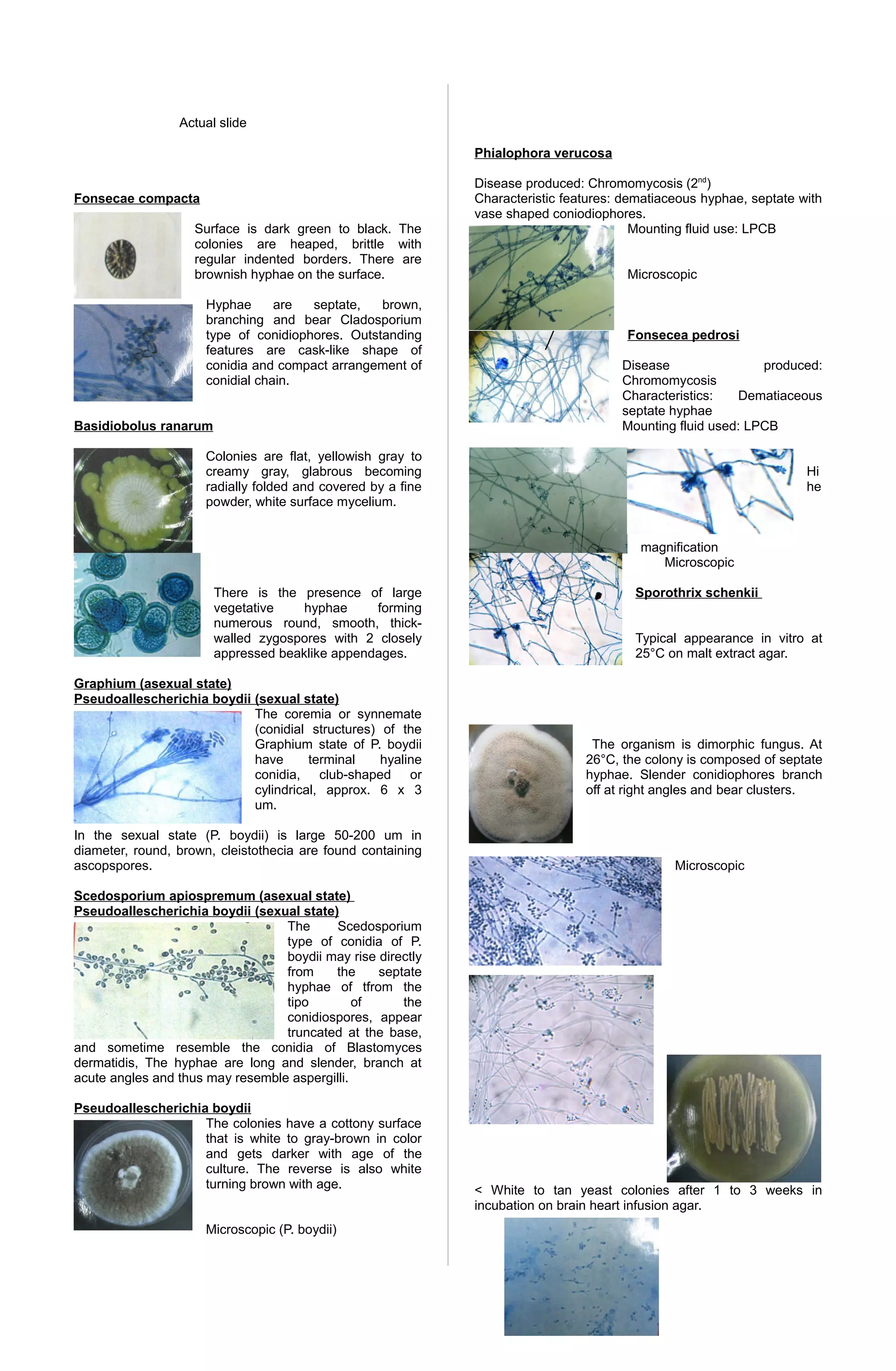 mycology-lab2 | PDF