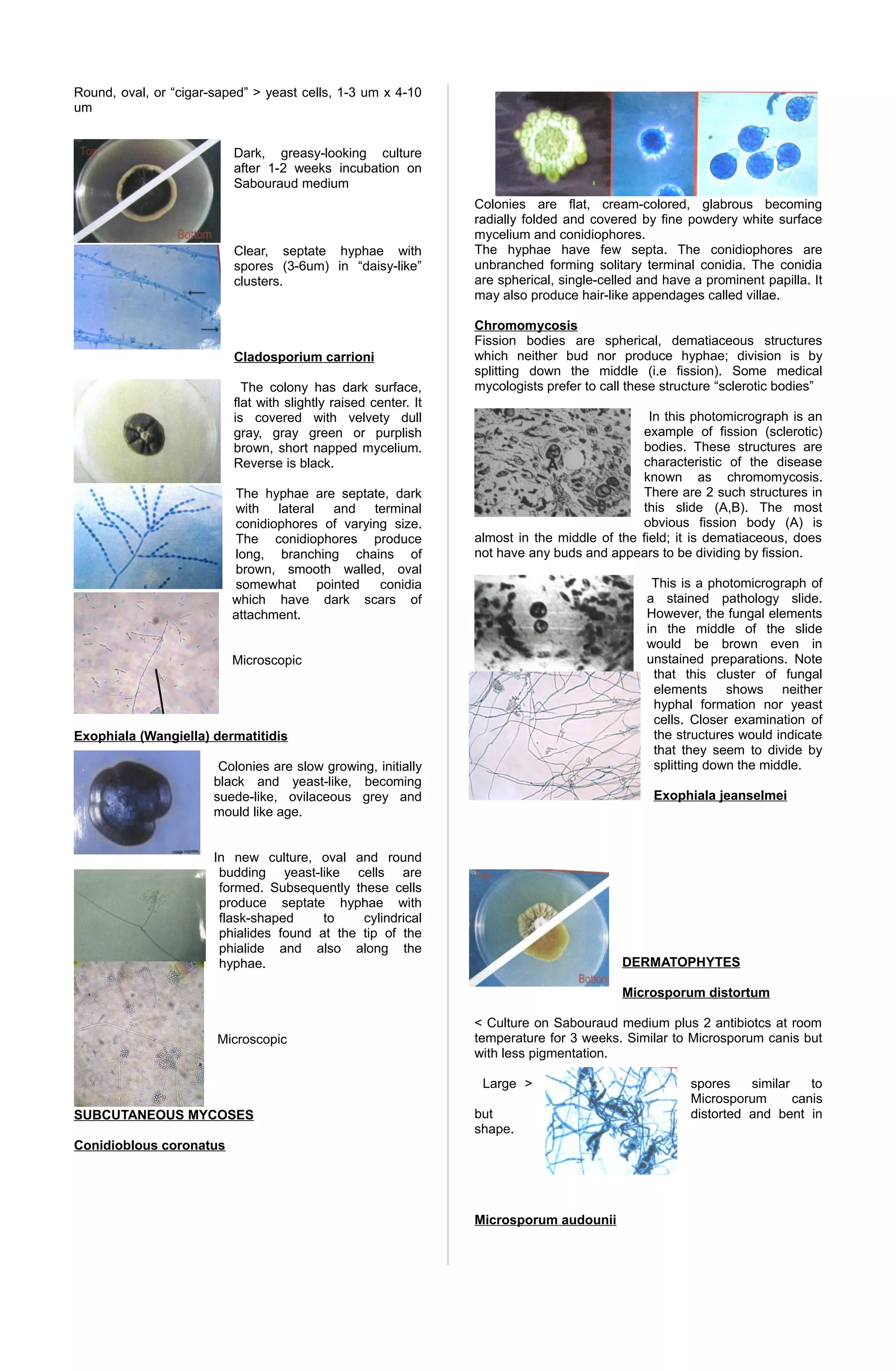 mycology-lab2 | PDF