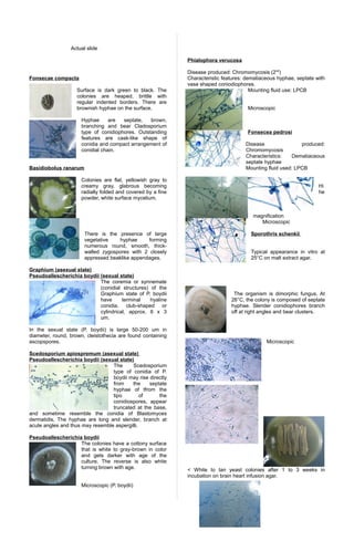 mycology-lab2 | PDF