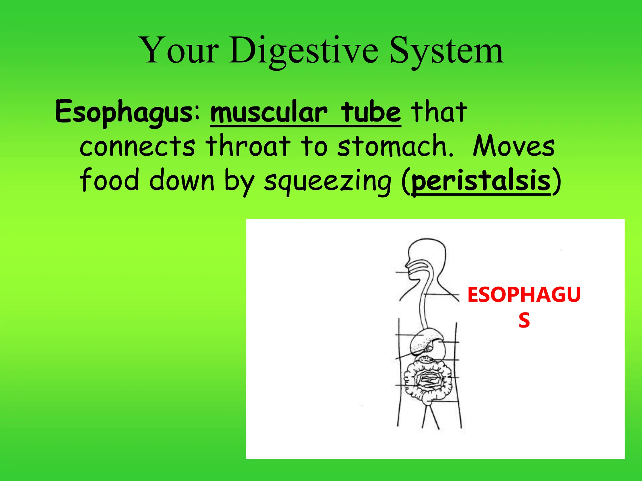 Digestive System Grade 4 igcse easy notes ppt | PPT