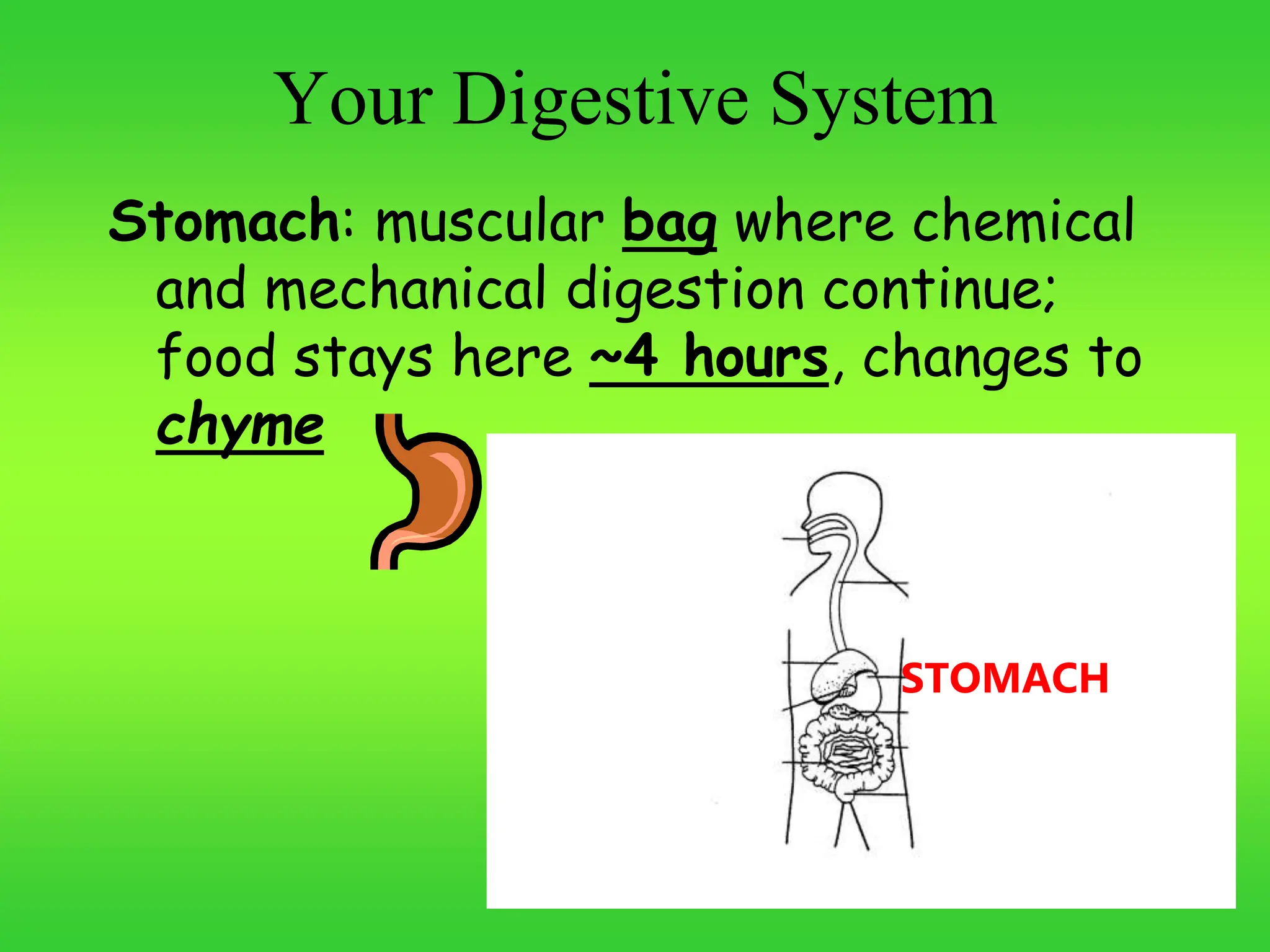 Digestive System Grade 4 igcse easy notes ppt | PPT